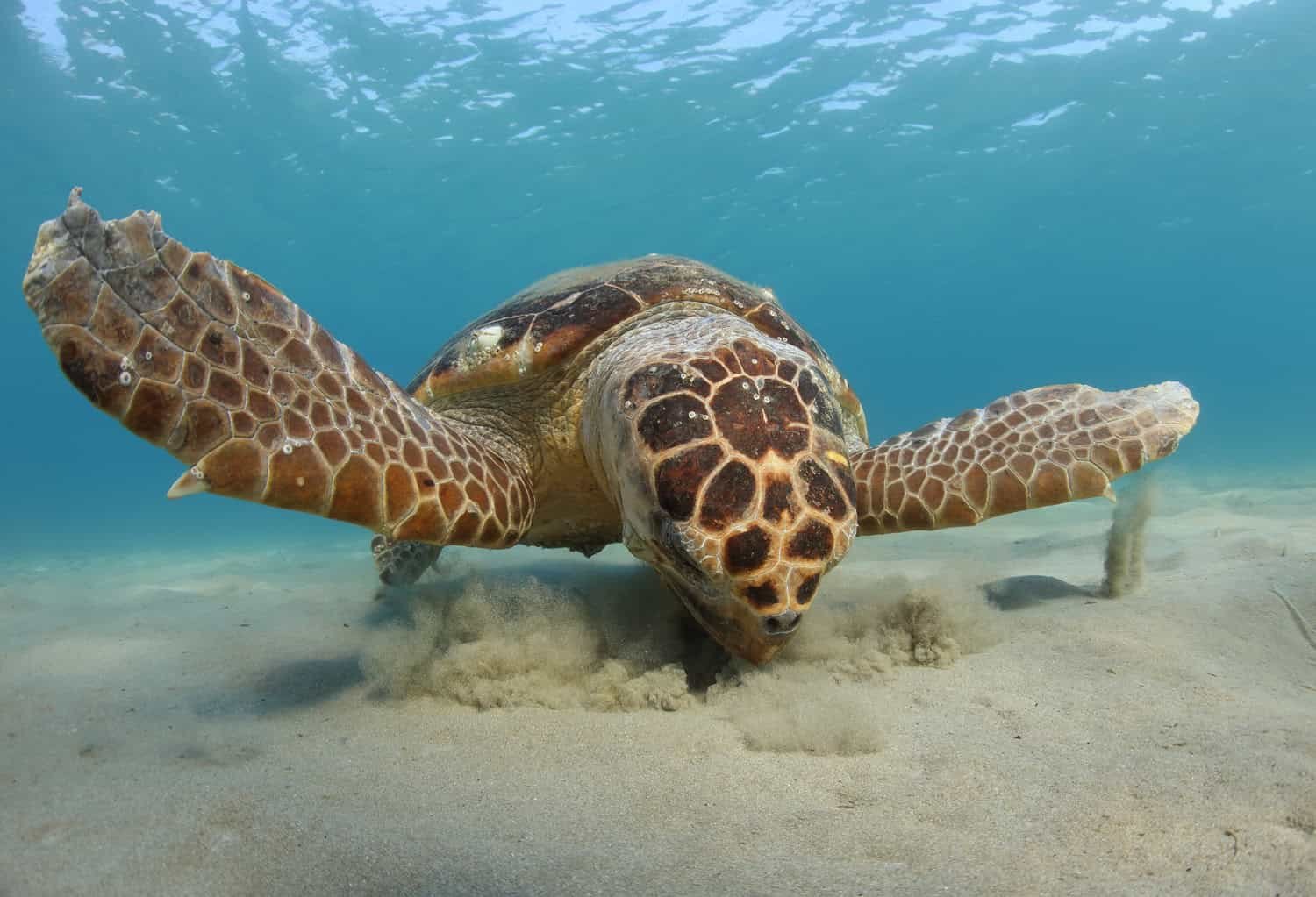 How 'Dancing' Turtles Are Serving to Scientists Unlock the Secrets and ...