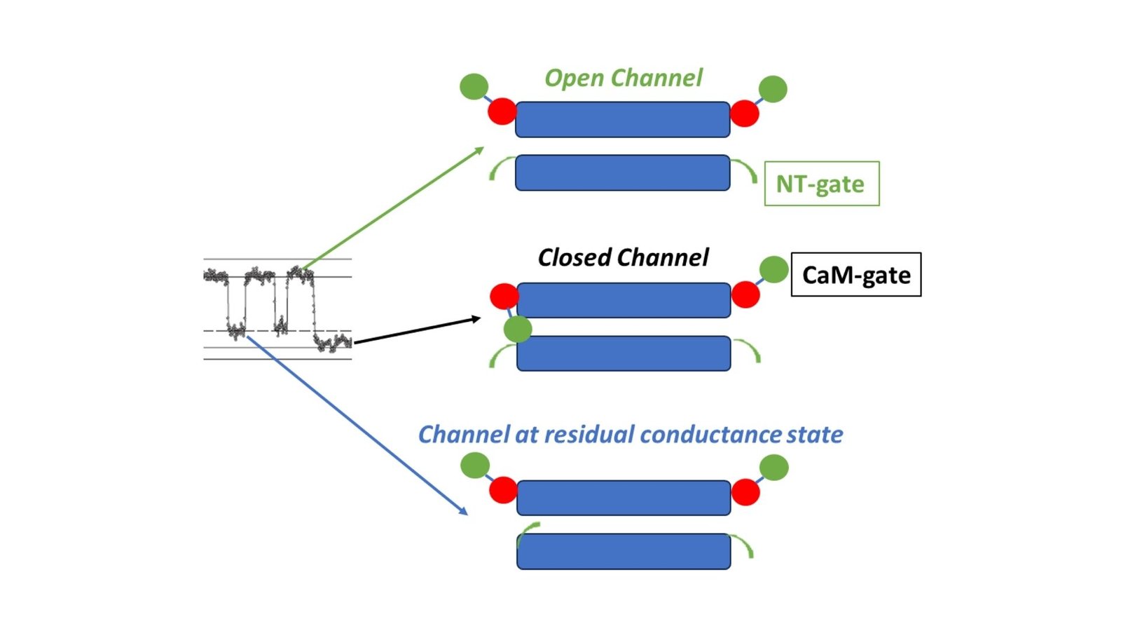 The Thriller of Cell Channels and Their Two-Manner Communication Gates ...