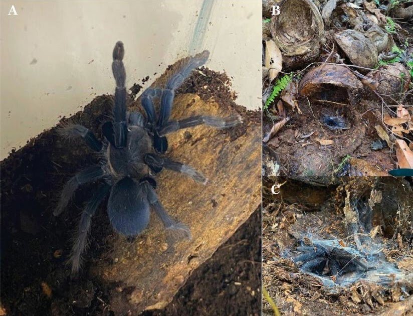 THERAPHOSIDAE) FROM MINDANAO ISLAND, PHILIPPINES - YACAK