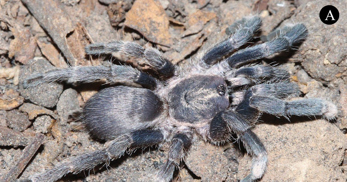 A brand new species of Southeast Asian dwarf tarantula within the ...