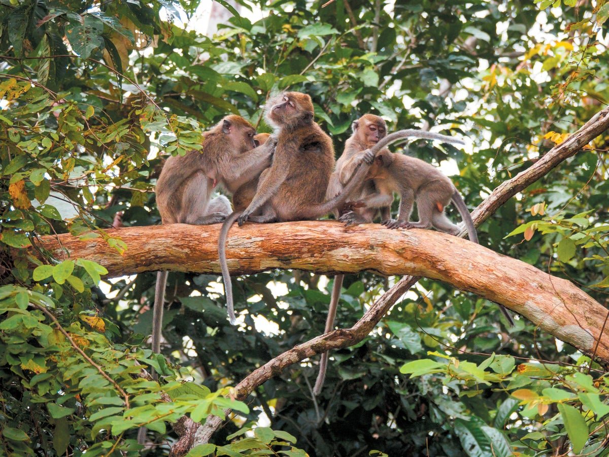 Chimps, People and Macaques All Have a Drive to ‘Folks Watch’ - YACAK