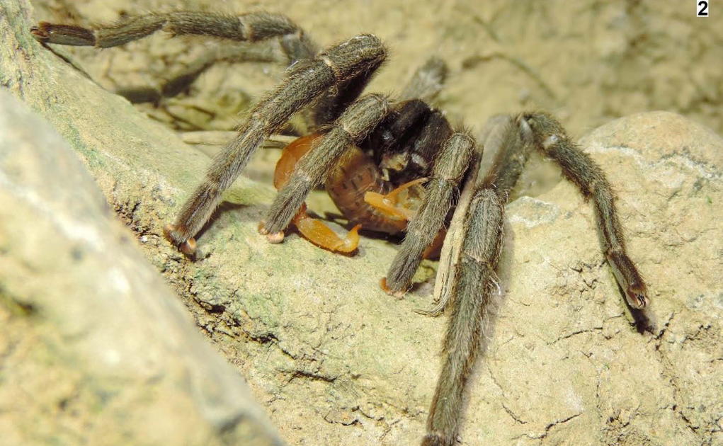 Predation of Aegaeobuthus nigrocinctus (Ehrenberg, 1828) (Scorpiones ...