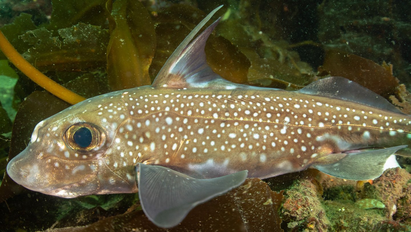 This ‘ghost shark’ has enamel on its brow - YACAK