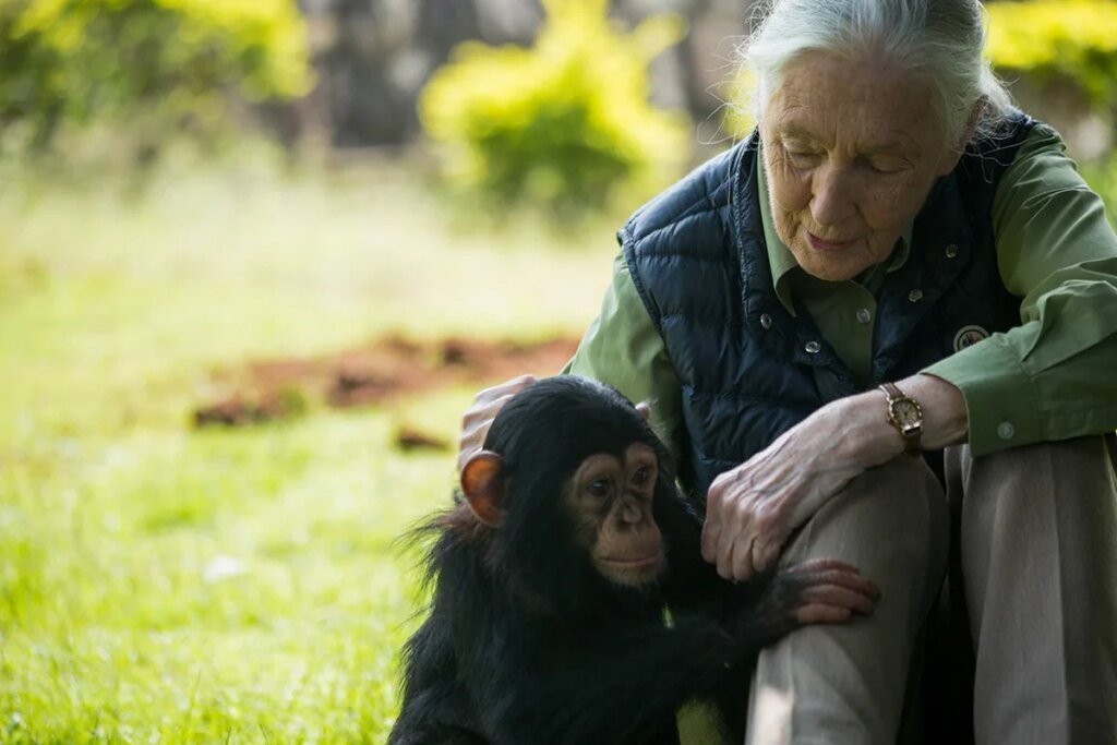 Jane Goodall’s Legacy of Difficult What It Means to Be a Scientist - YACAK