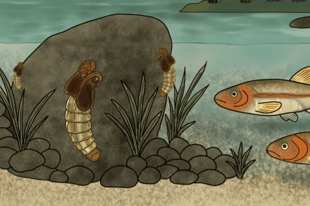 An 82-12 months-Previous Fossil Hunter Discovered a 150-Million-12 ...