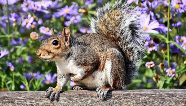 Animals use this a part of the mind to make inferences - YACAK