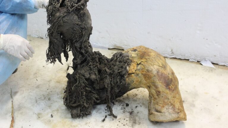 Mammoth RNA sequenced for the primary time, marking a large leap ...