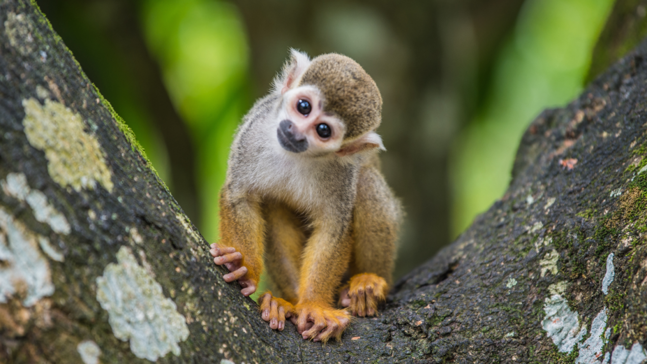 Primates Quiz: Go ape and take a look at your information on our ...