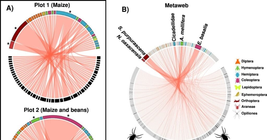 Relationship between spider traits and individual-based trophic ...