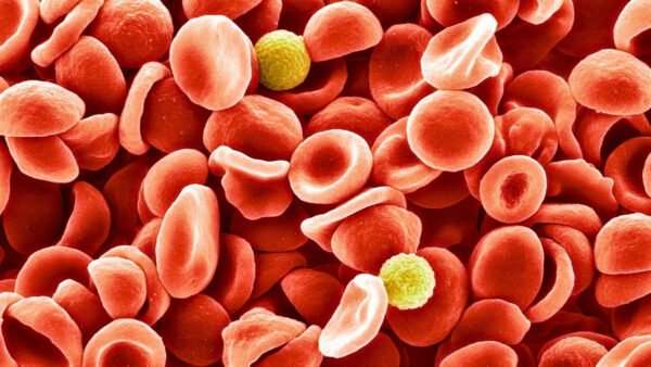 Scientists Recognized a New Blood Group After 50-Yr Thriller ...